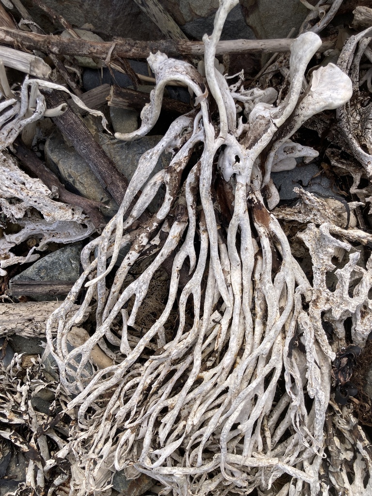 Lessonia variegata from Ōwhiro Bay, Wellington, New Zealand on ...