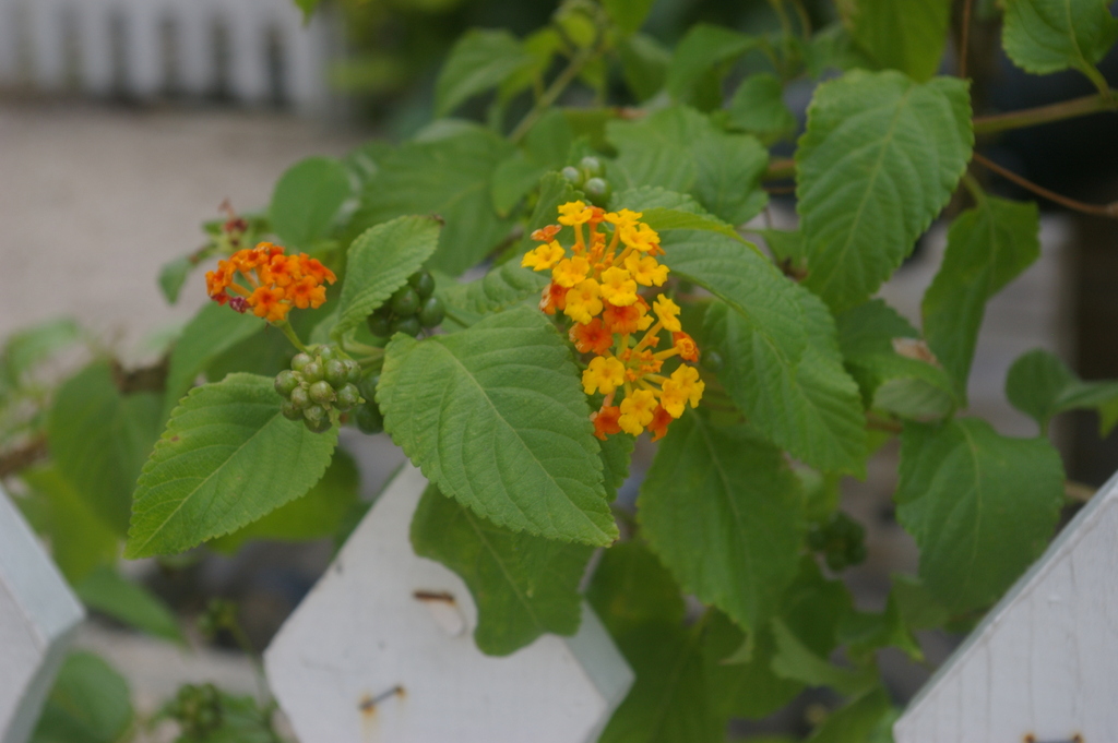 common lantana from George Town, Cayman Islands on November 17, 2011 at ...