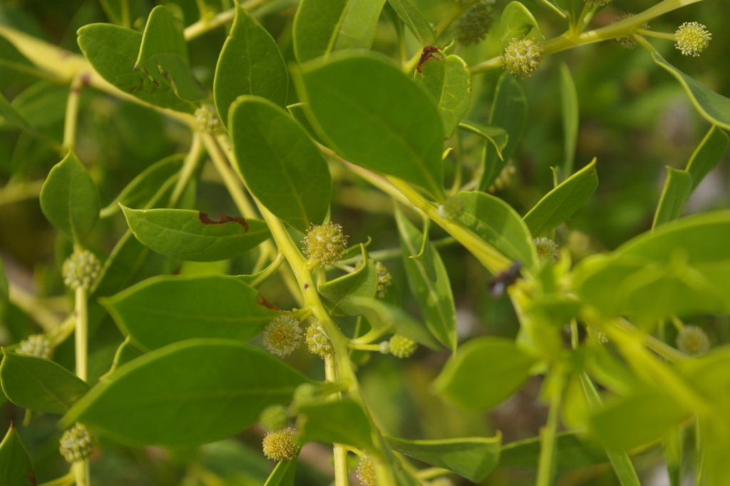 Green Buttonwood from George Town, Cayman Islands on November 17, 2011 ...