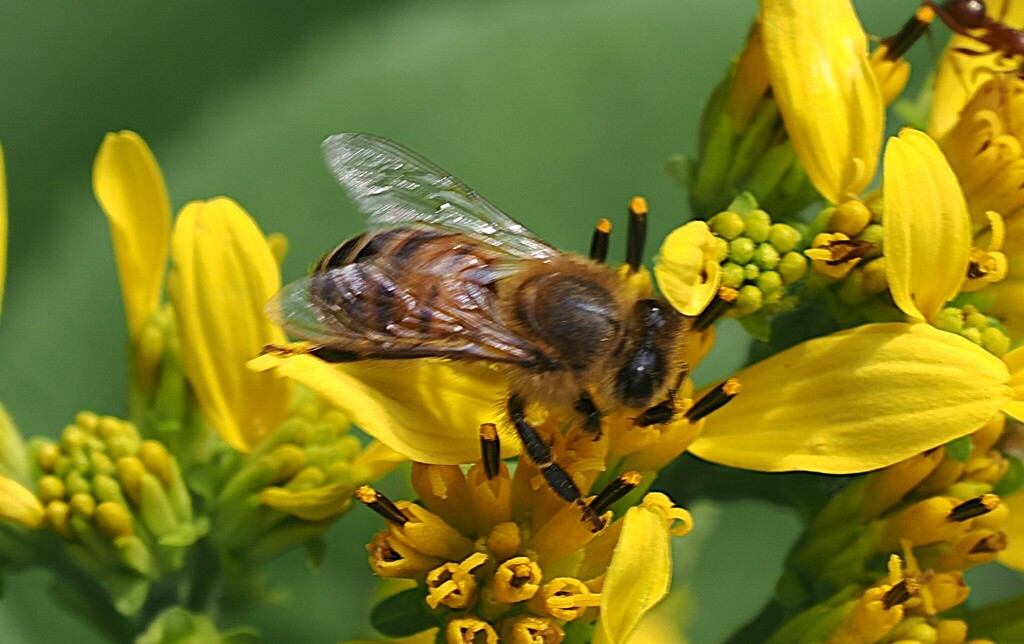 Western Honey Bee from Fort Washington, MD, USA on September 21, 2024 ...
