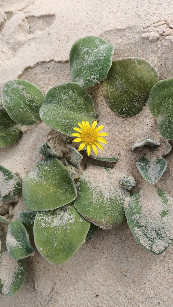 Cape Beach Daisy from Cunjurong Point NSW 2539, Australia on September ...