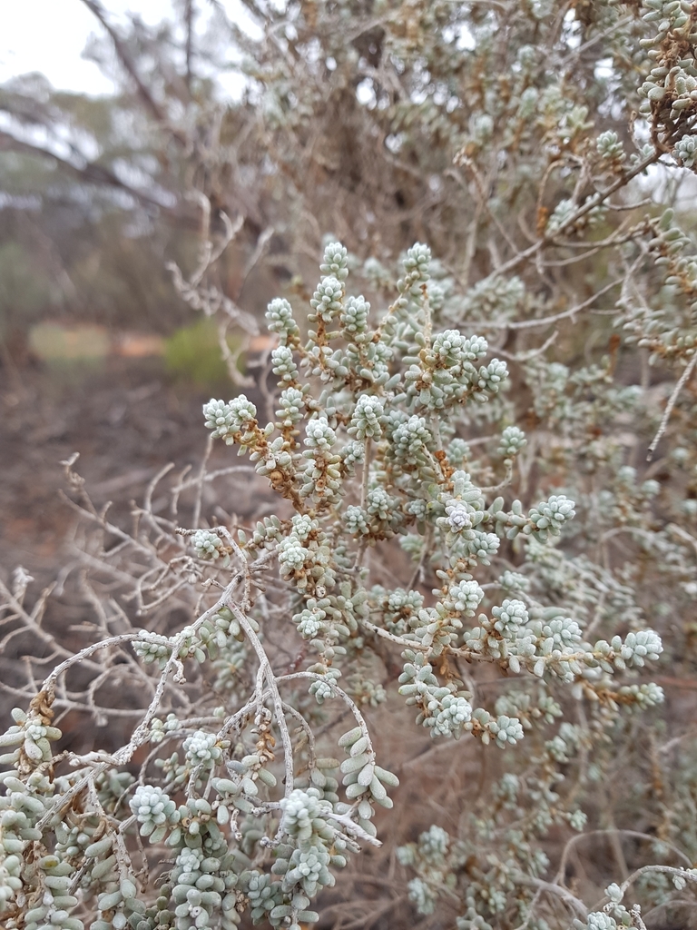 Pearl Bluebush from Unincorp. Riverland, AU-SA, AU on July 1, 2019 at ...