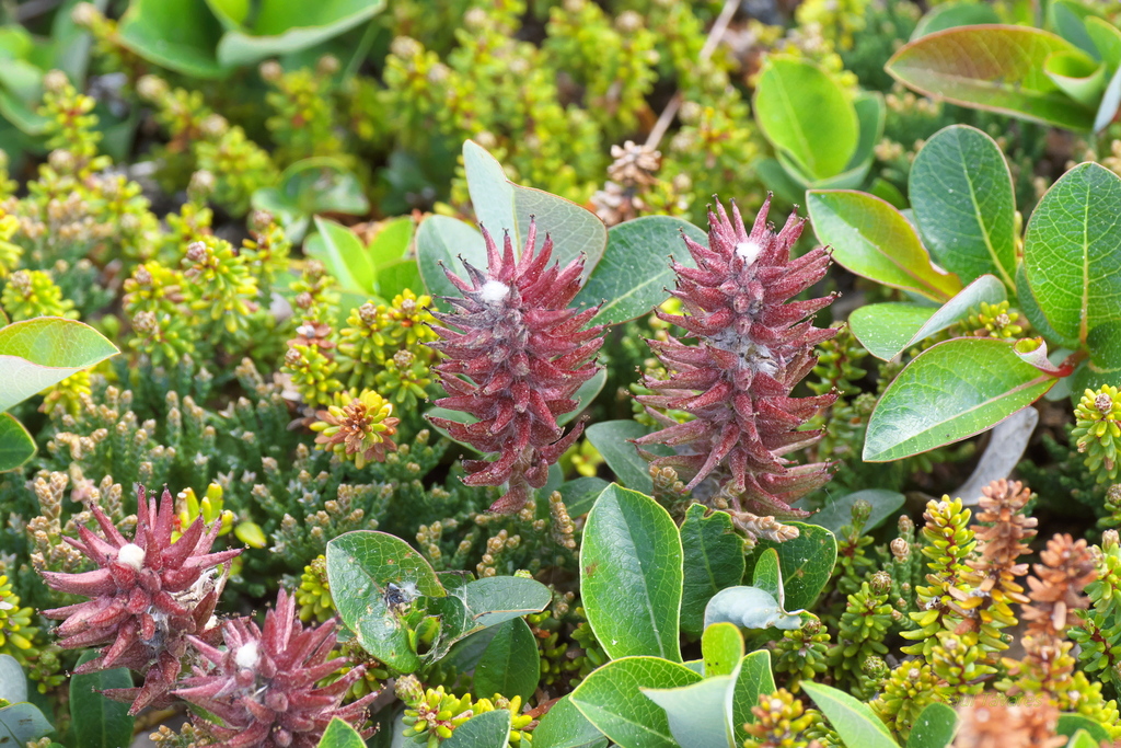 Arctic Willow (Salix arctophila) - Botanical Realm