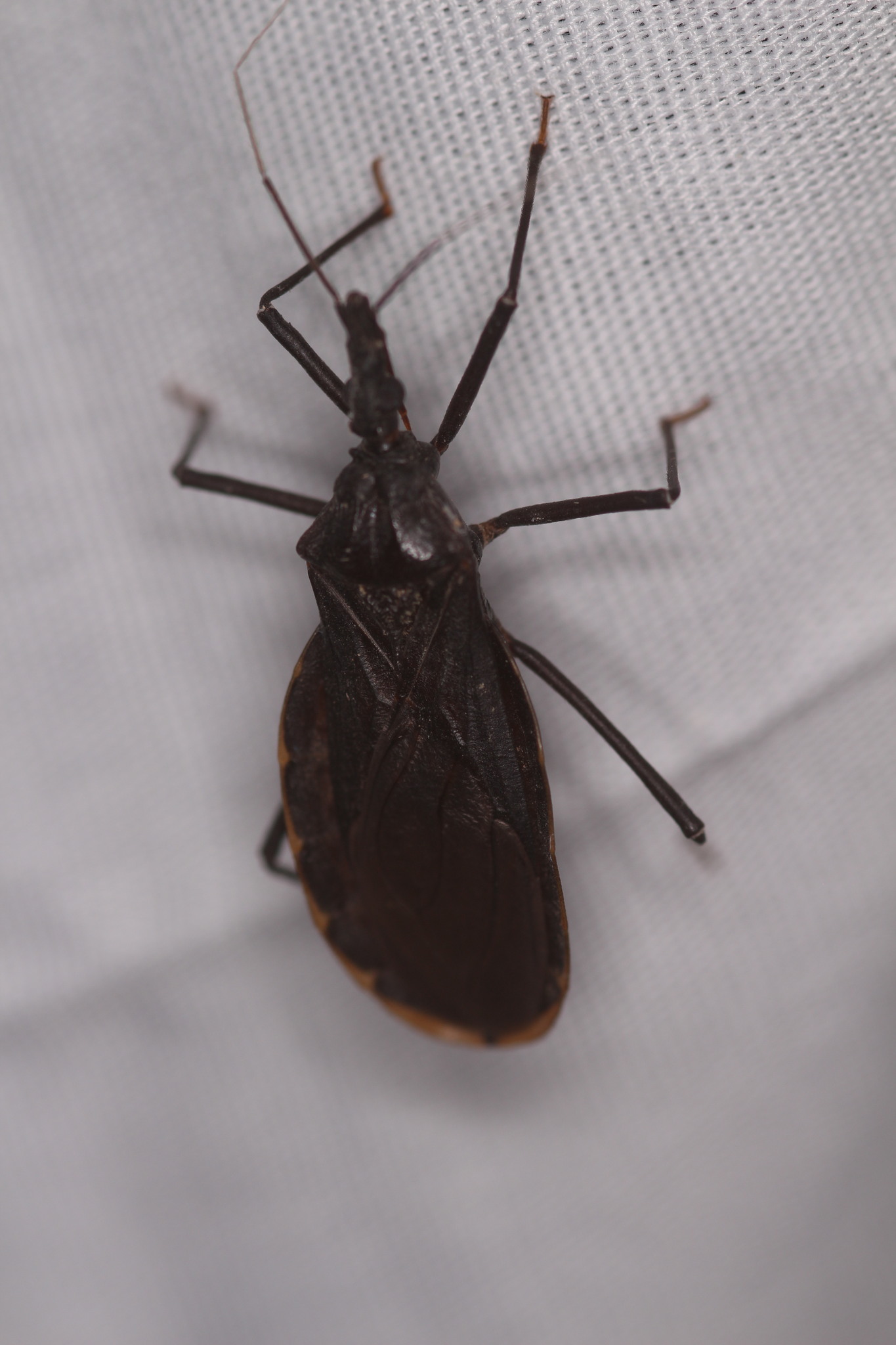 Triatoma recurva (Stål, 1868)