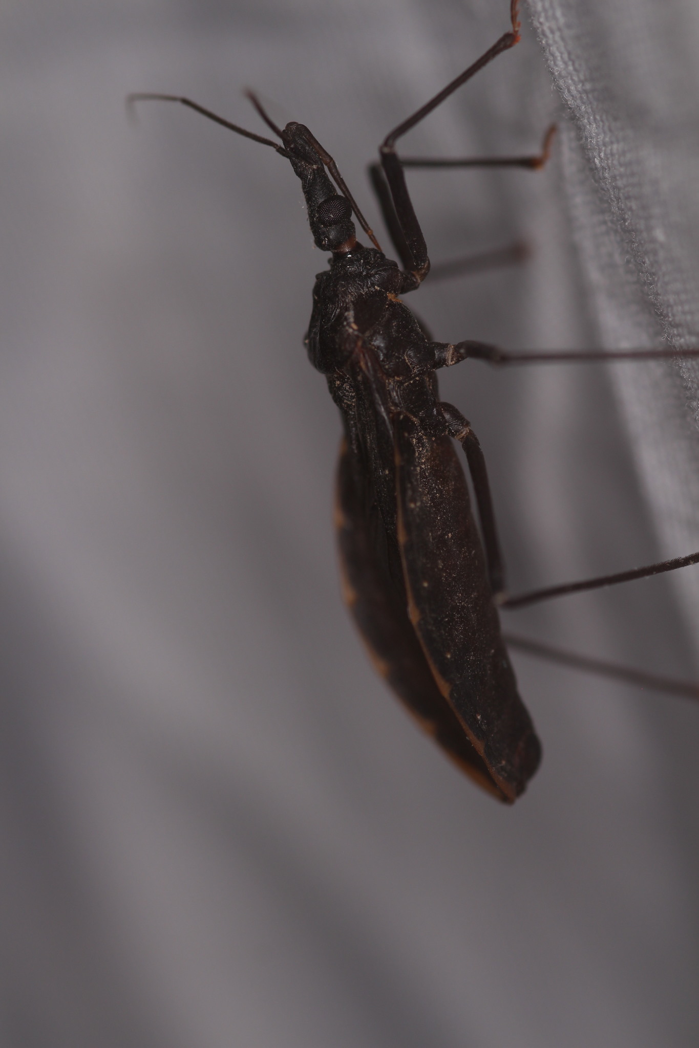 Triatoma recurva (Stål, 1868)