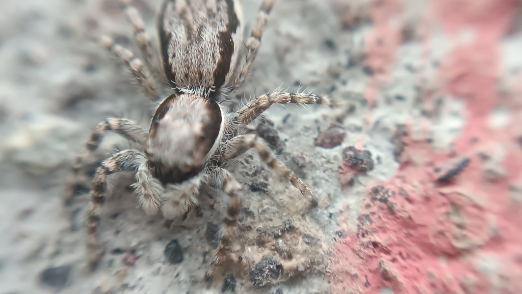 Wall Jumping Spiders from Rosendo G. Castro, 49800 Tuxpan, Jal., México ...
