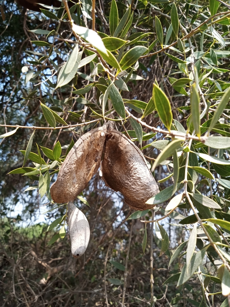 Common White Quebracho from San Justo, Córdoba, Argentina on September ...