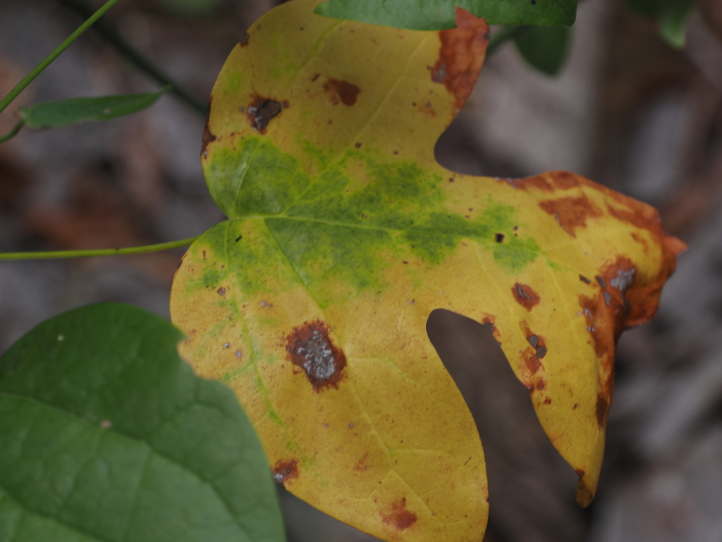 Tulip-tree Powdery Mildew from Fort Washington, MD, USA on September 21 ...