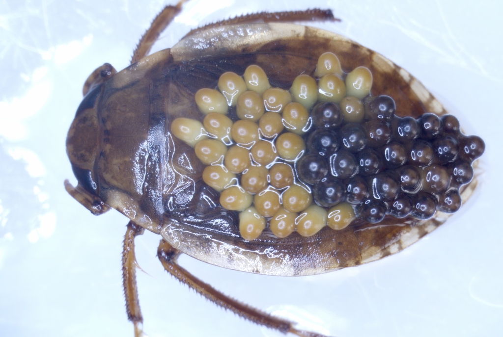 Diplonychus from 中国江苏省苏州市 on September 30, 2024 at 10:06 AM by cyyyyyy ...