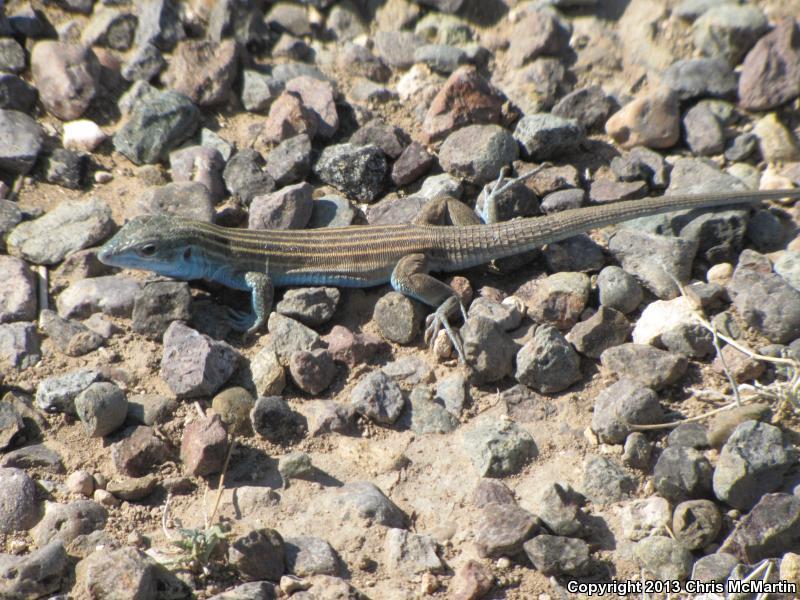 Little Striped Whiptail (Rio Bosque Wetlands Biological Treasure Hunt ...