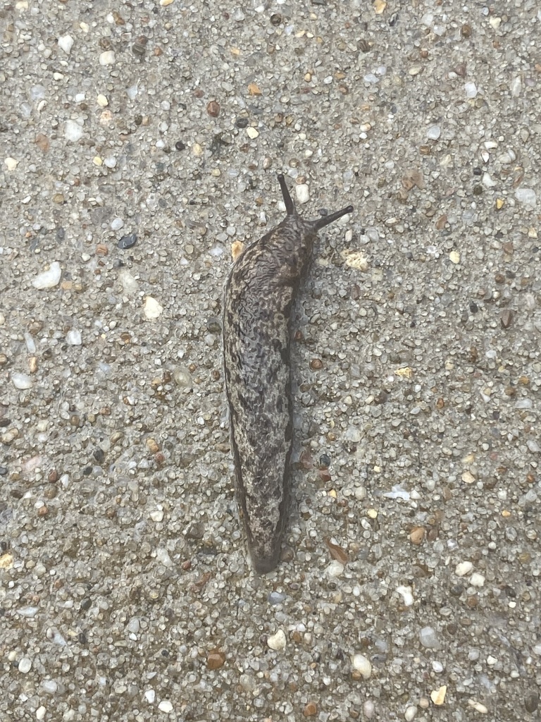 Changeable Mantleslug in September 2024 by brooke_dh. Location: Union ...