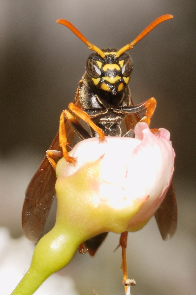 Asian Paper Wasp from Pukekawa 2696, Neuseeland on September 30, 2024 ...