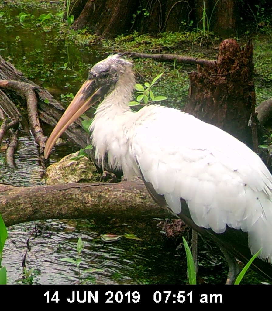 Wood Stork from Miami-Dade County, FL, USA on June 14, 2019 at 08:52 AM ...
