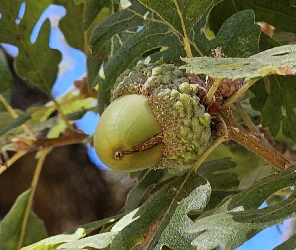 valley oak from Cupertino, CA 95014, USA on September 29, 2024 at 11:30 ...