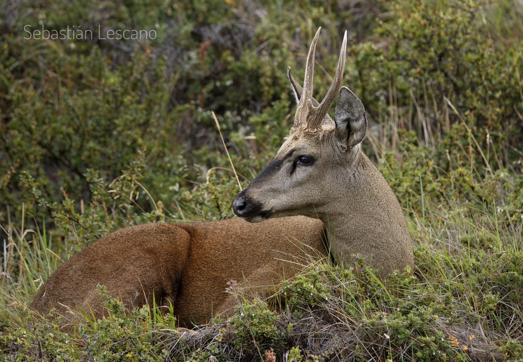 Huemul (Hippocamelus bisulcus) - Know Your Mammals