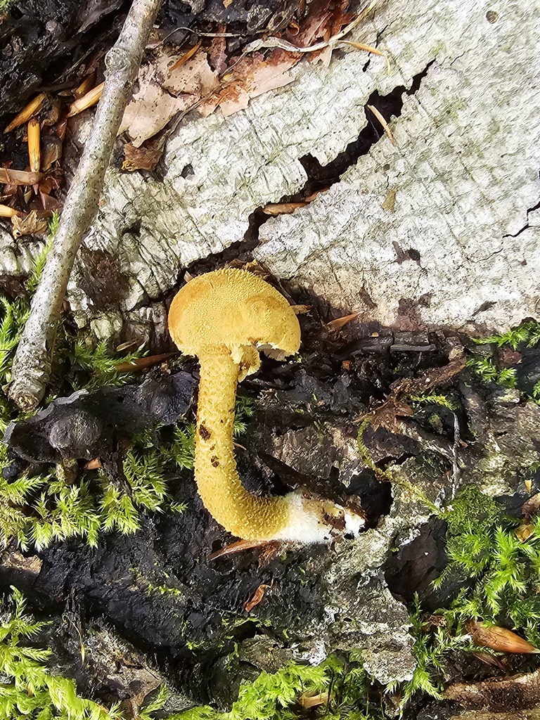 Earthy Powdercap from Schoolcraft County, MI, USA on September 7, 2024 ...