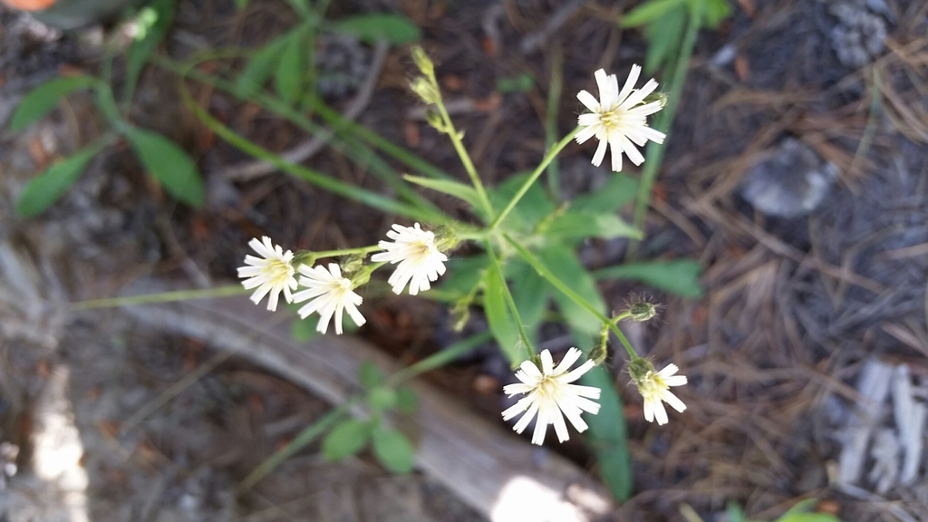 white hawkweed from Soda Springs, CA 95728 on July 16, 2016 at 12:47 PM ...