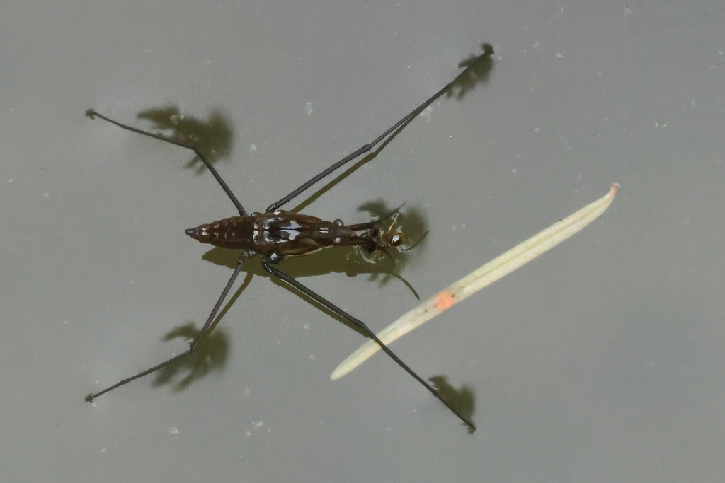 North American Common Water Strider from Nanaimo, BC, Canada on ...