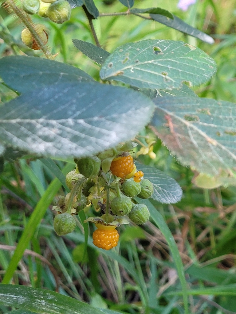 Yellow Himalayan Raspberry from Cooroibah QLD 4565, Australia on ...