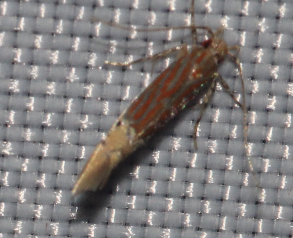 Labdia semicoccinea in September 2024 by Andres Vila · iNaturalist