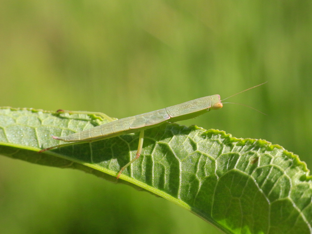 Australian Garden Mantis in September 2024 by cinclosoma · iNaturalist