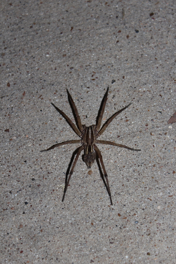Rabid Wolf Spider from Bosque River Trail, Stephenville, TX, US on ...