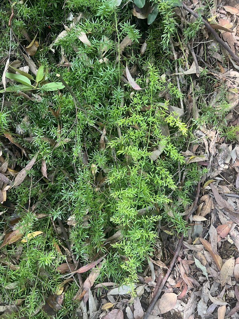 African Asparagus from Glenrock State Conservation Area, Merewether, NSW, AU on September 30 ...