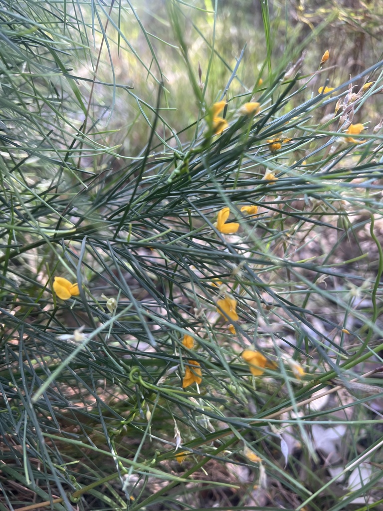 winged broom-pea from Glenrock State Conservation Area, Merewether, NSW, AU on September 30 ...