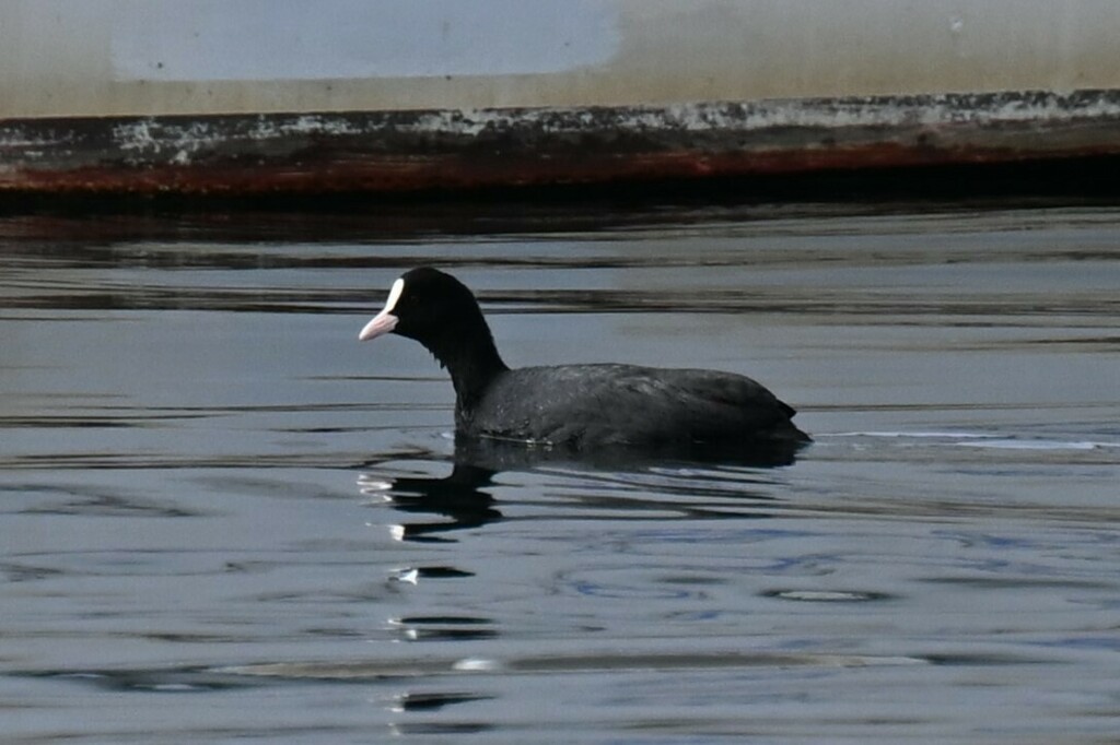 Eurasian Coot from Nakamachi, Okinoshima, Oki District, Shimane 685 ...