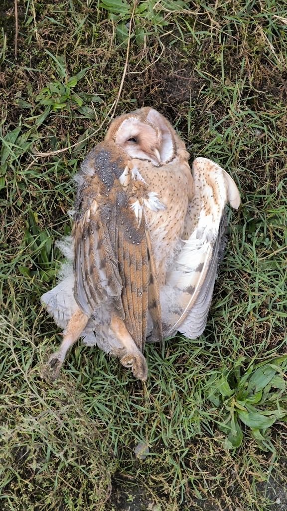 North American Barn Owl in September 2024 by Nicholas Winston Ong. Dead ...