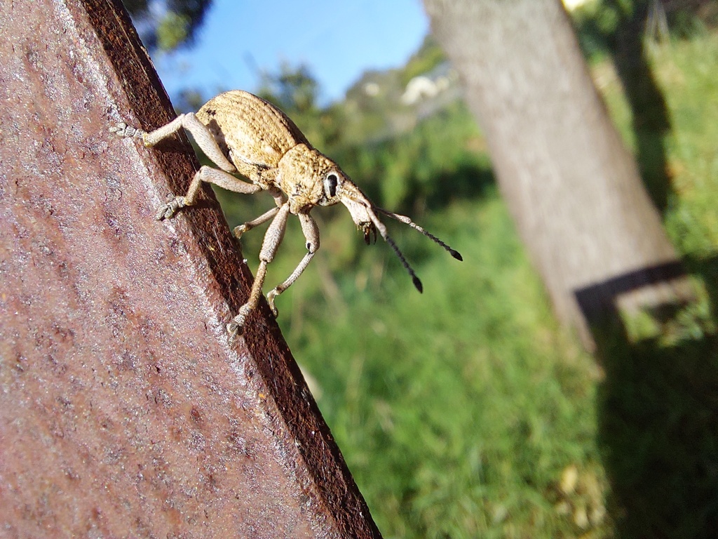 Fruit-tree Root Weevil from Neerim South VIC 3831, Australia on ...