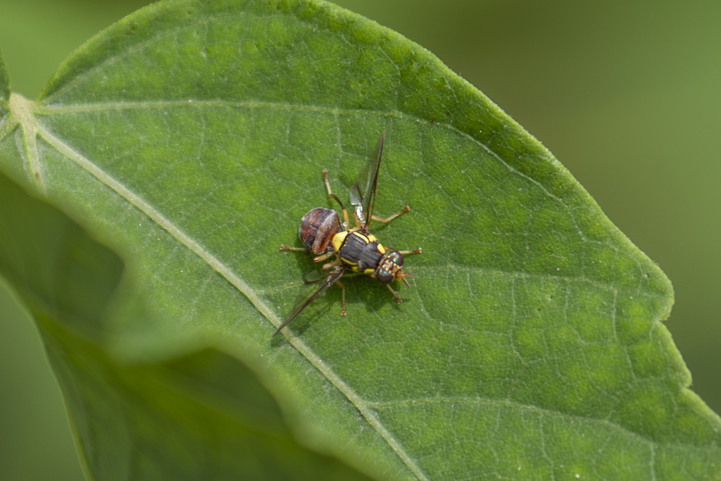 Oriental Fruit Fly from 国家植物园, 北京市, CN on September 19, 2024 at 10:15 ...