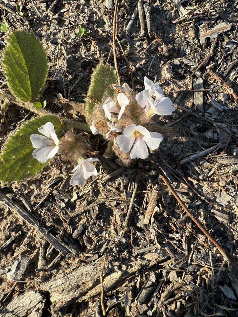 Mallow and Hibiscus Family from Fisher Rd, Virginia, NT, AU on ...