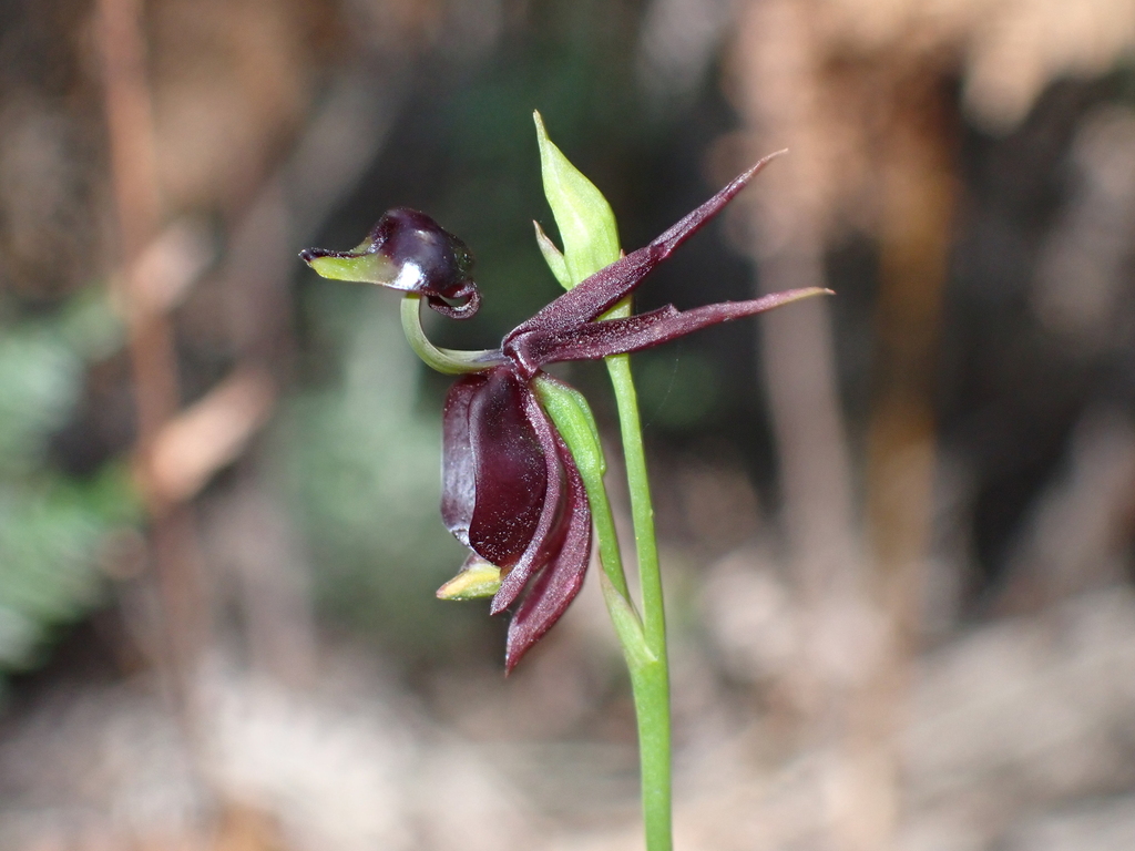 Large Flying Duck Orchid in September 2024 by Emily Sonter · iNaturalist