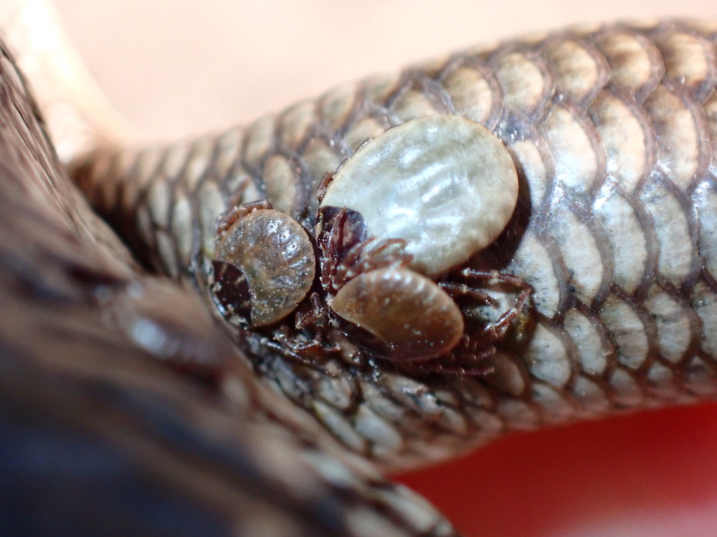 Bont Ticks from JF4M+7W Coloured Stone Beach, Bateau Bay NSW 2261 ...