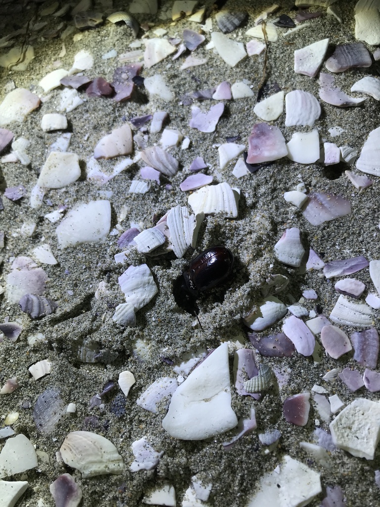 Large Sand Scarab from Farewell Spit Nature Reserve, NZ-TS-TM, NZ-NE ...