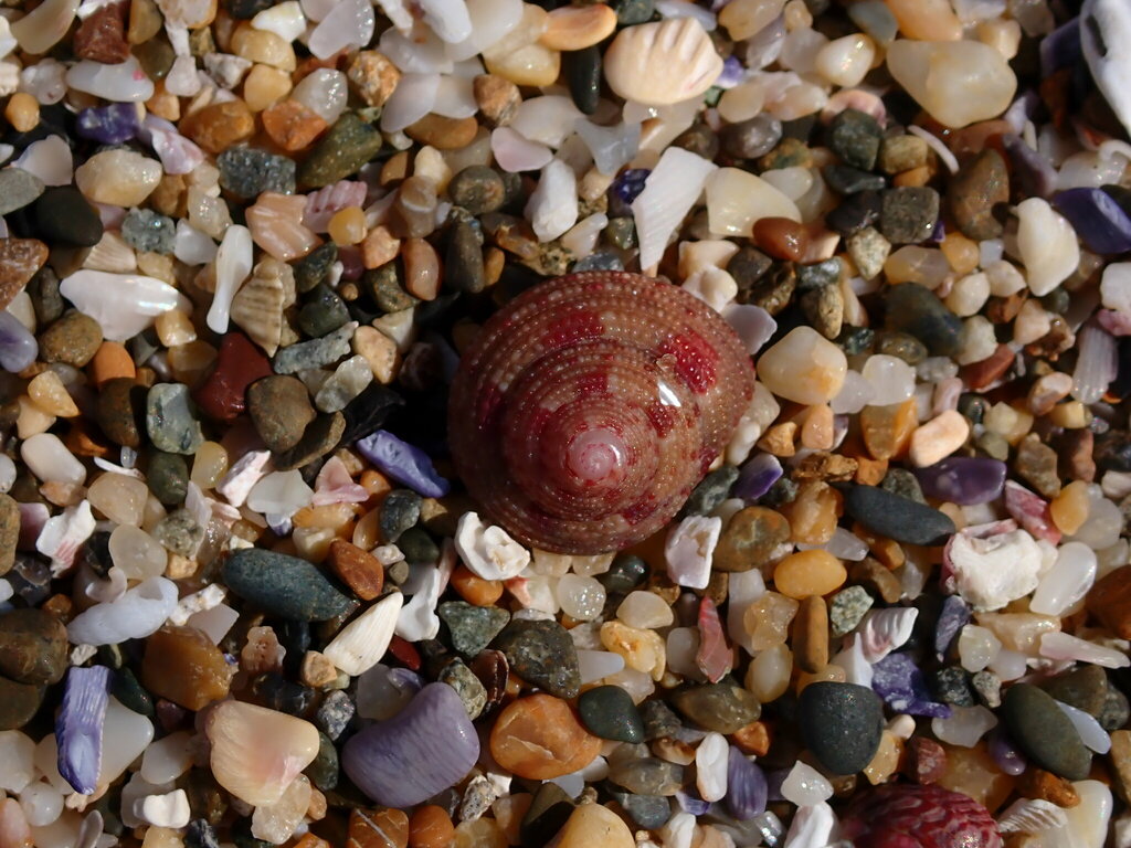 Clanculus clangulus from Emerald Beach NSW 2456, Australia on September ...