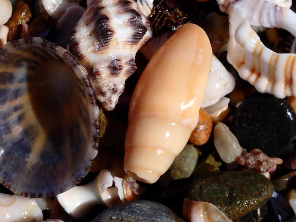 Quasimitra solida from Emerald Beach NSW 2456, Australia on September 30, 2024 at 02:25 PM by ...