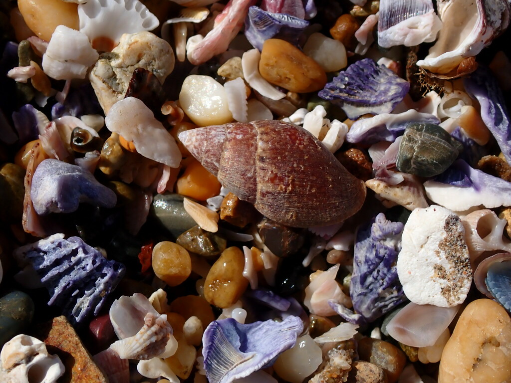 Tortoise Dove Shell from Emerald Beach NSW 2456, Australia on September ...