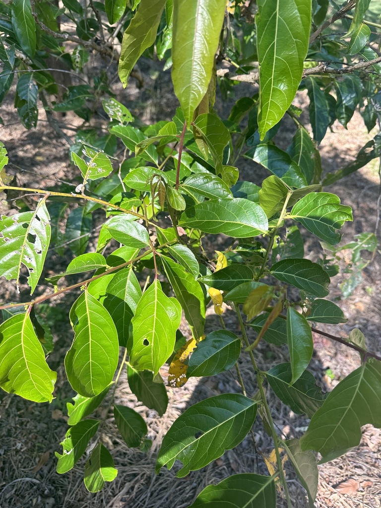 Umbrella Cheese Tree from Patchs Beach Rd, Patchs Beach, NSW, AU on ...