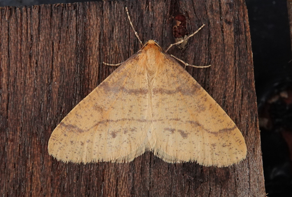 Scarce Umber Moth from Veeno, Smolensk Oblast, Russia, 215866 on ...
