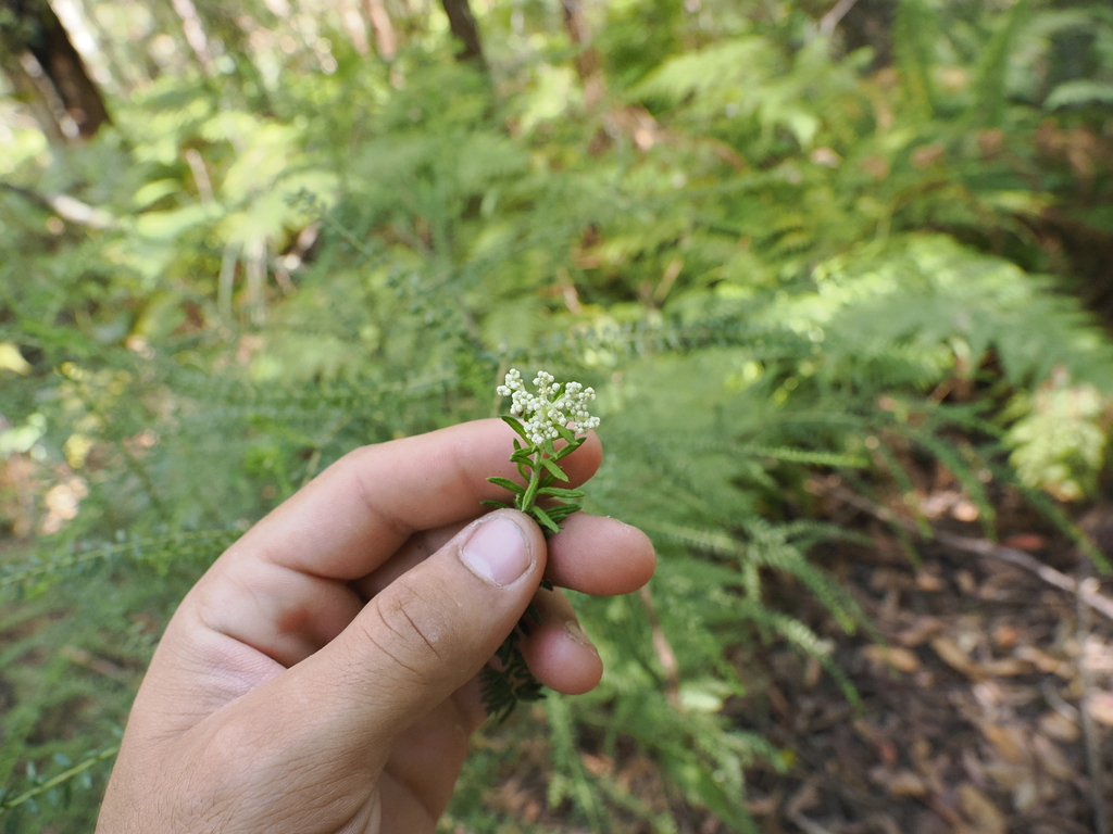 Sago Flower from Mount Byron QLD 4312, Australia on September 30, 2024 ...