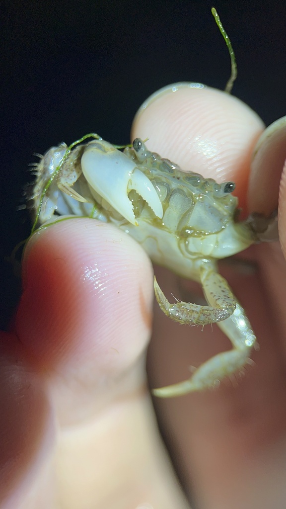 Yellow Shore Crab from Skansie Brothers Park, Gig Harbor, WA, US on ...