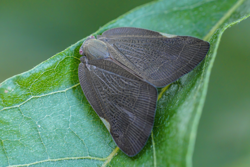 Pochazia shantungensis from Utahimecho, Nara, 631-0802日本 on September 8 ...