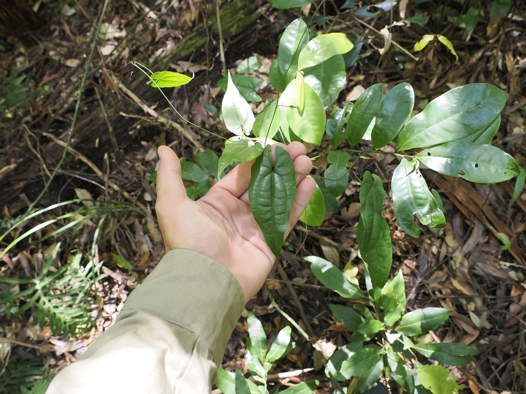 Common Yam Vine from Mount Byron QLD 4312, Australia on September 30, 2024 at 09:34 AM by Lucas ...
