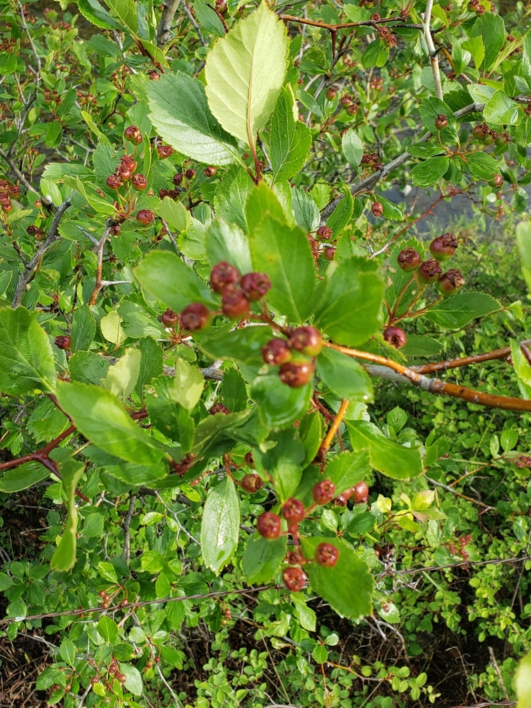 Black Hawthorn (Handbook for the Native Trees of Oregon) · iNaturalist