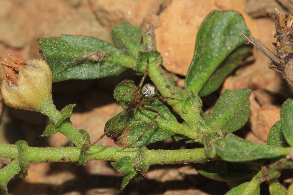 Chrysso from Overberg District Municipality, South Africa on September ...