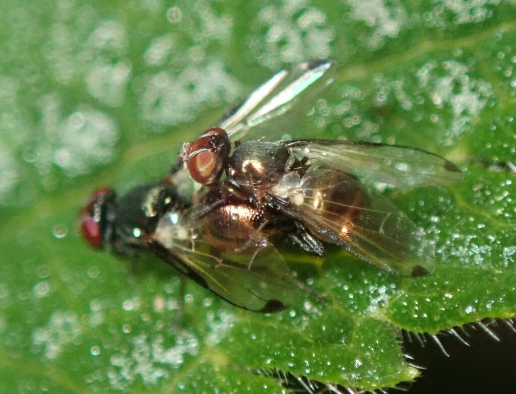 Acalyptrate Flies from Crossroads QLD 4413, Australia on September 24 ...