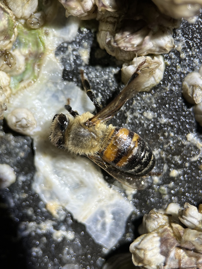 Western Honey Bee from Gig Harbor, Gig Harbor, WA, US on September 29 ...