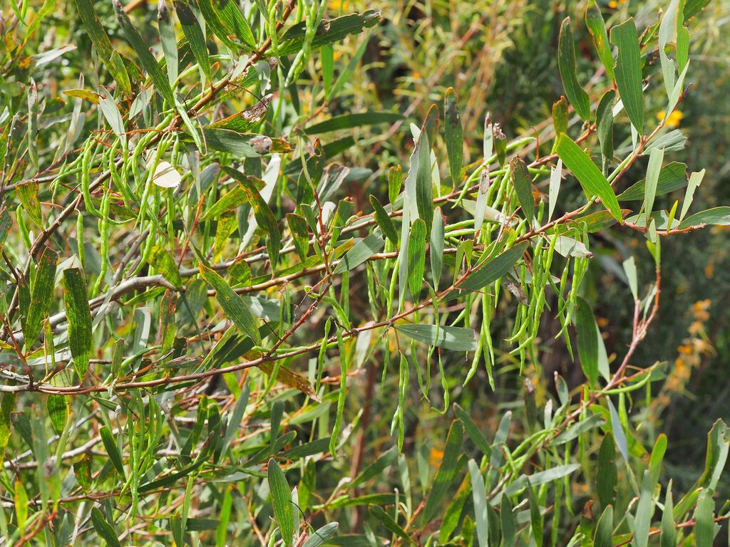 Longleaf Wattle from Lake Innes NSW 2446, Australia on September 29 ...